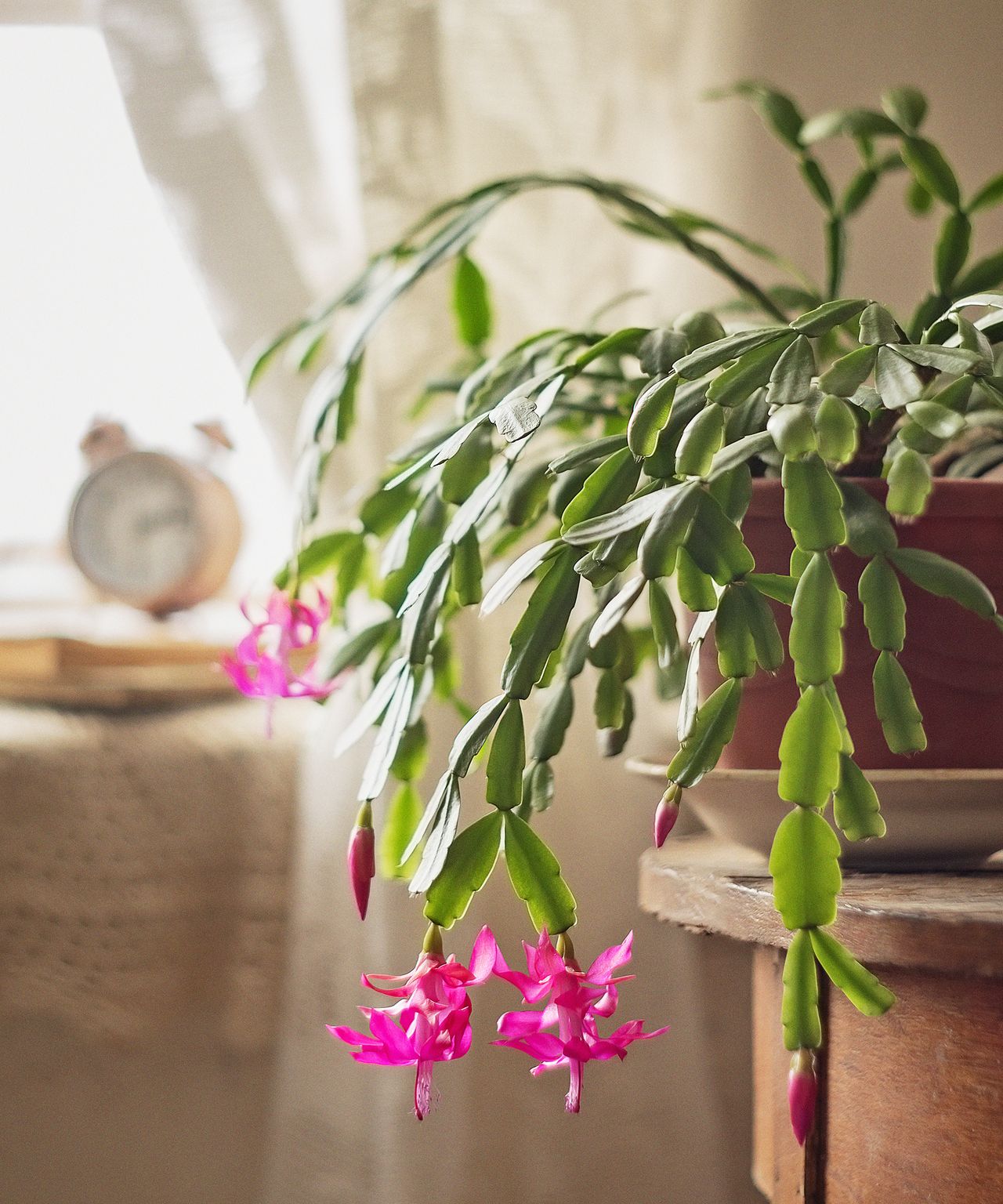How to Revive a Christmas Cactus – Even If It Looks Dead | Gardening ...