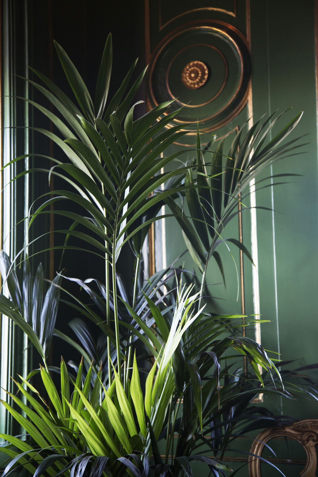 Common Parlor Palm Problems and How to Fix them | Livingetc