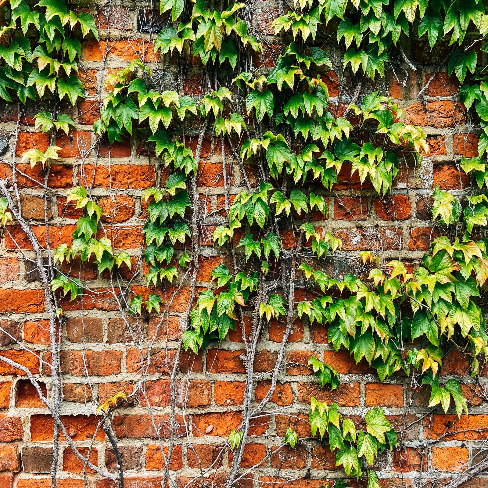 How to remove ivy from a house | Ideal Home