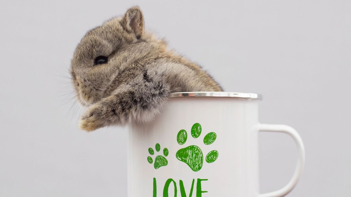 32 activities to do with your bunny | PetsRadar