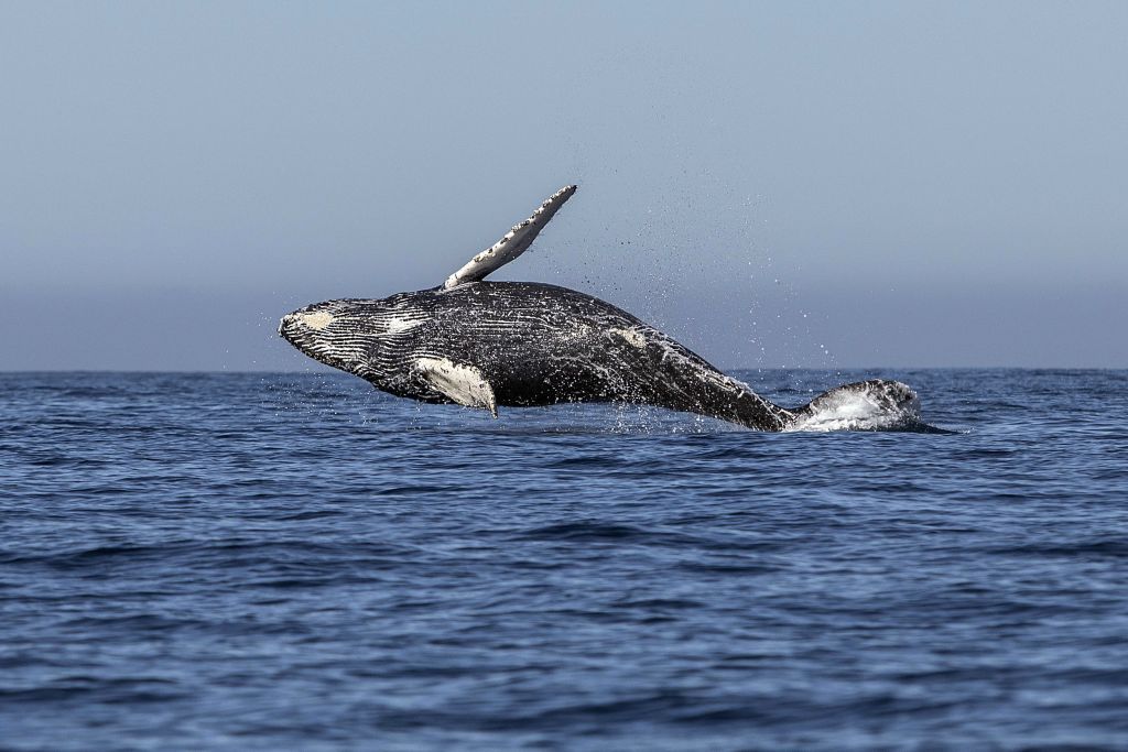 Scientists say by 2050, the world's oceans could fully recover from ...