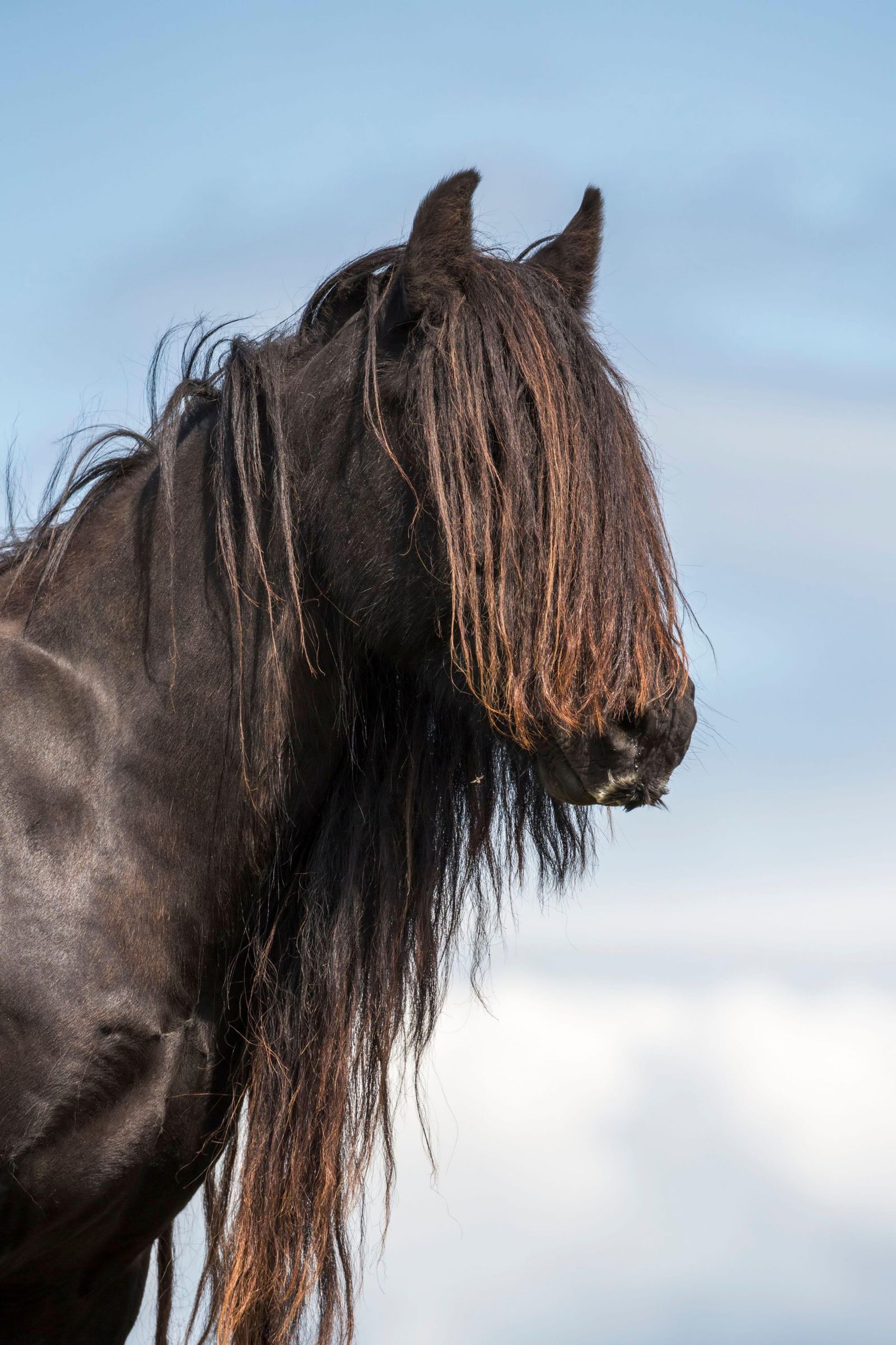Fell ponies: Resilient, surefooted, sensible — and absolutely adorable ...