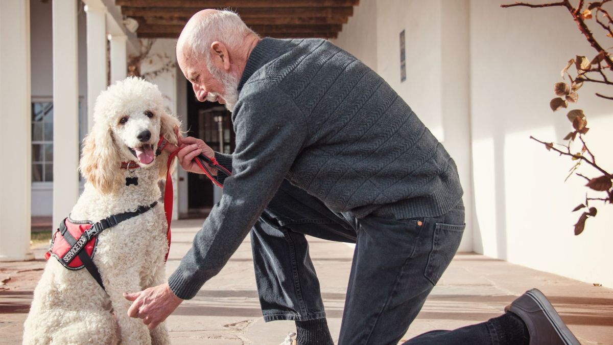 Best service dog breeds that excel at caring for humans | PetsRadar