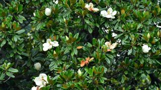 How to fertilize magnolias: expert advice for better blooms | Homes and ...