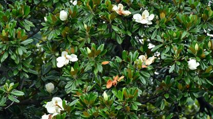 How to fertilize magnolias: expert advice for better blooms | Homes and ...