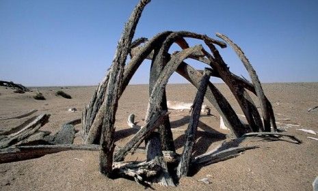 The 'mysterious' whale graveyard discovered in a desert | The Week