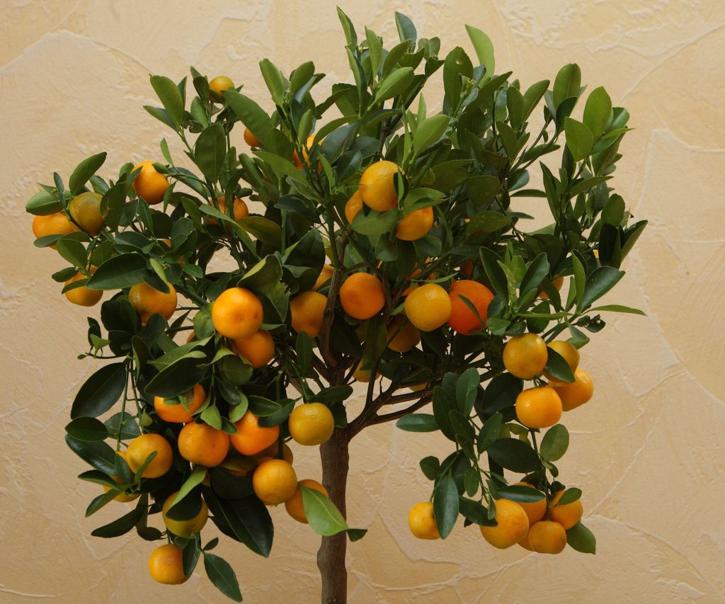 Best fruit trees for small gardens: 8 compact varieties | Homes and Gardens