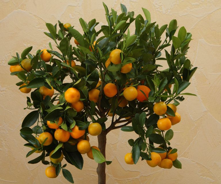 Best fruit trees for small gardens: 8 compact varieties | Homes and Gardens