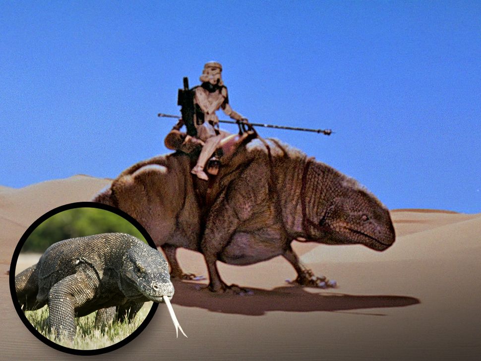 Chewbacca to Jabba the Hutt: 10 Real 'Star Wars' Beasts in the Animal ...
