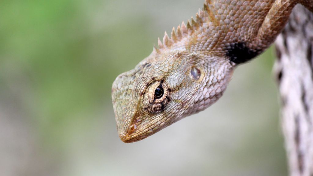 32 different types of reptile you can keep as a pet | PetsRadar