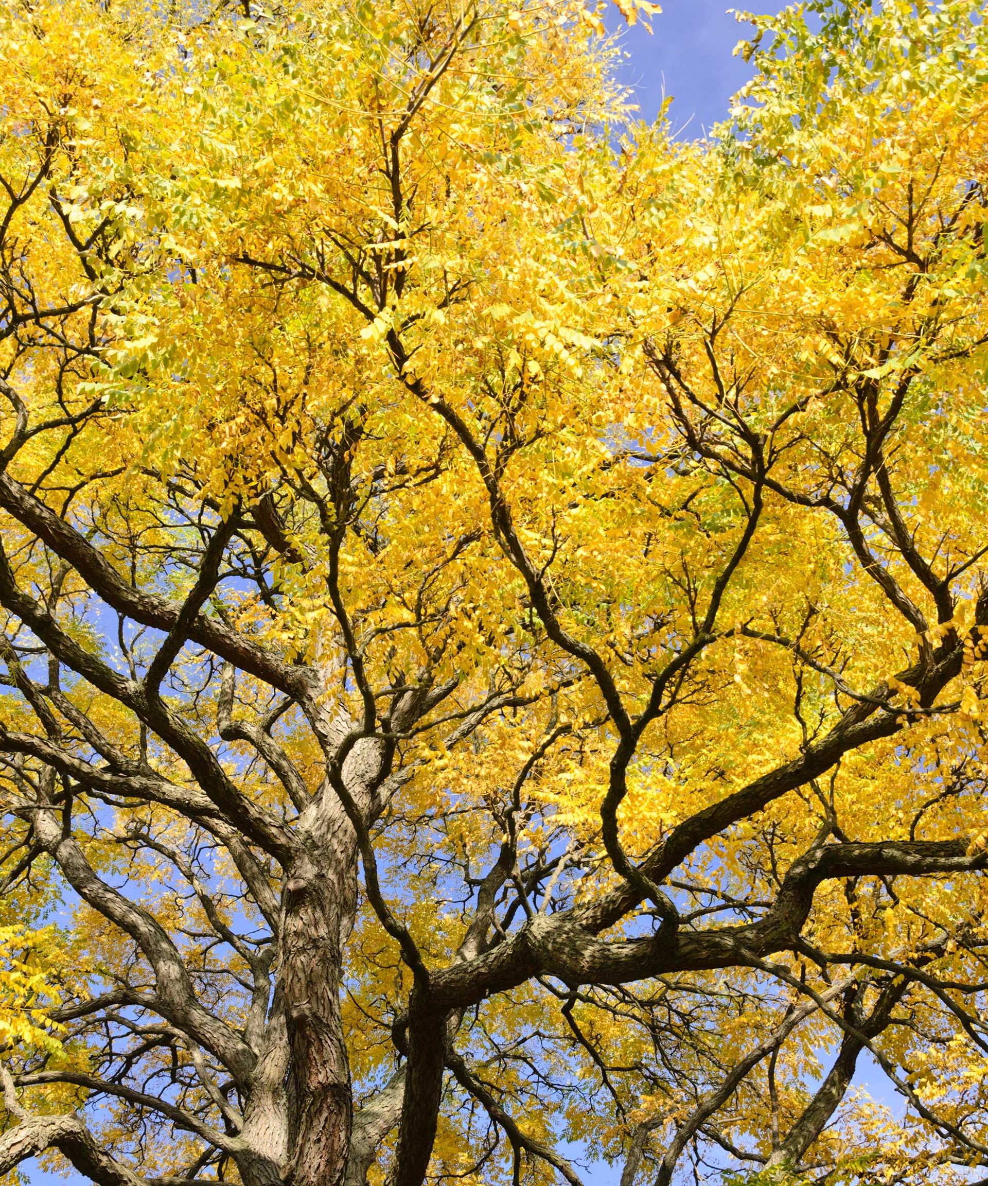 Drought-tolerant trees: 10 resilient choices | Homes and Gardens