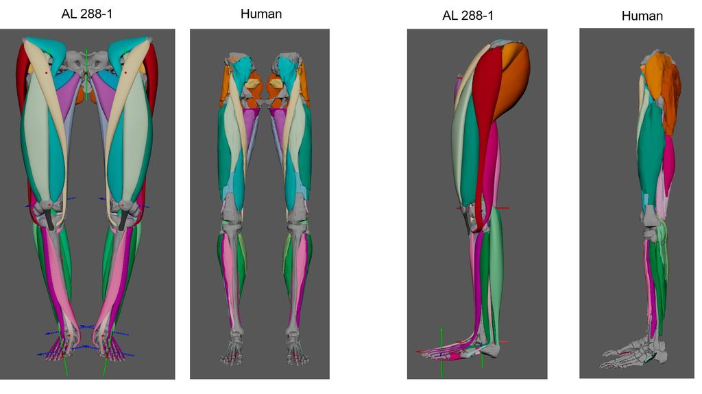 3.2 million-year-old human ancestor 'Lucy' had massive leg muscles to ...