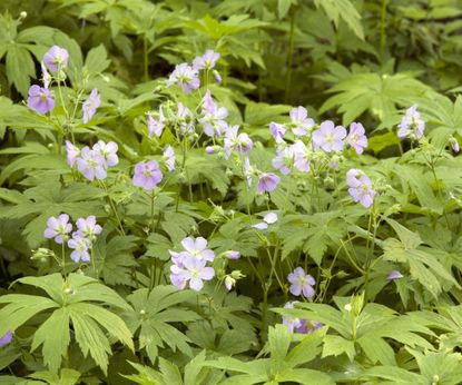 How to grow wild geranium: for a shady flowering perennial | Homes and ...