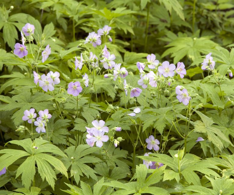 How to grow wild geranium: for a shady flowering perennial | Homes and ...