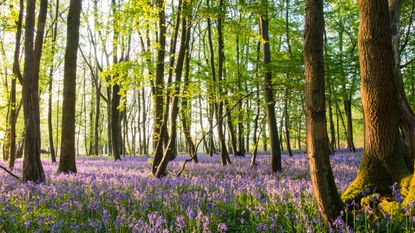 Birth Month Trees: Find All 12 and Their Special Meanings | Gardening ...