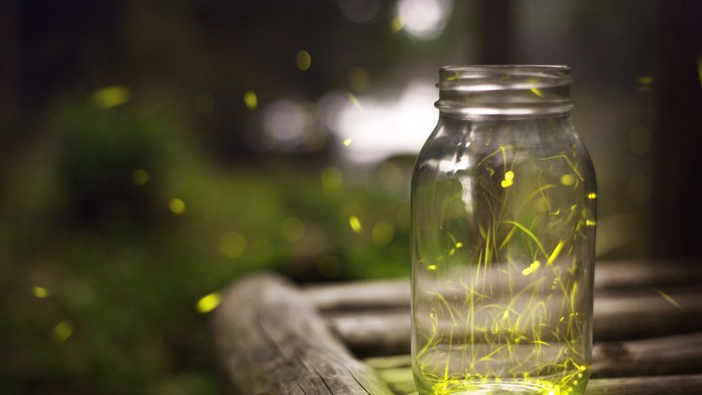 How to attract fireflies to your yard | Homes and Gardens