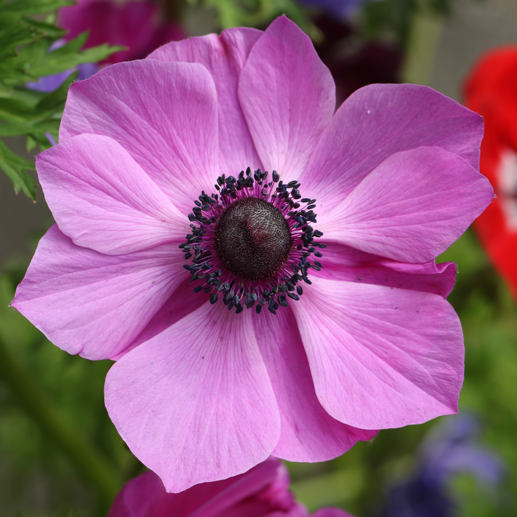 When to plant anemone bulbs for beautiful blooms | Ideal Home