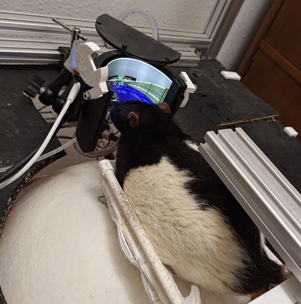 The Doom-playing rats are back, and now they've learned how to shoot ...