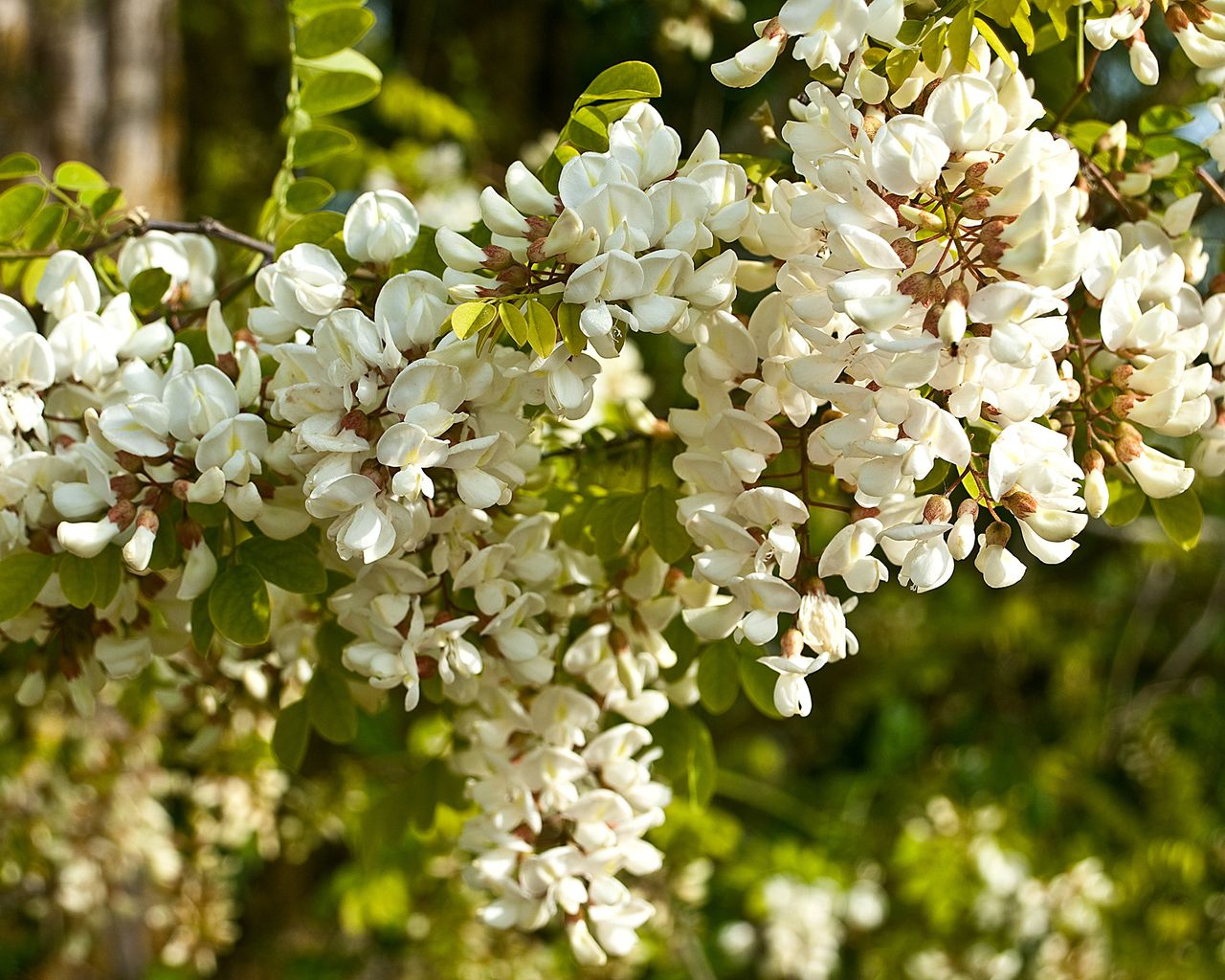 7 Trees That Will Devalue Your Home – Check Before You Plant ...