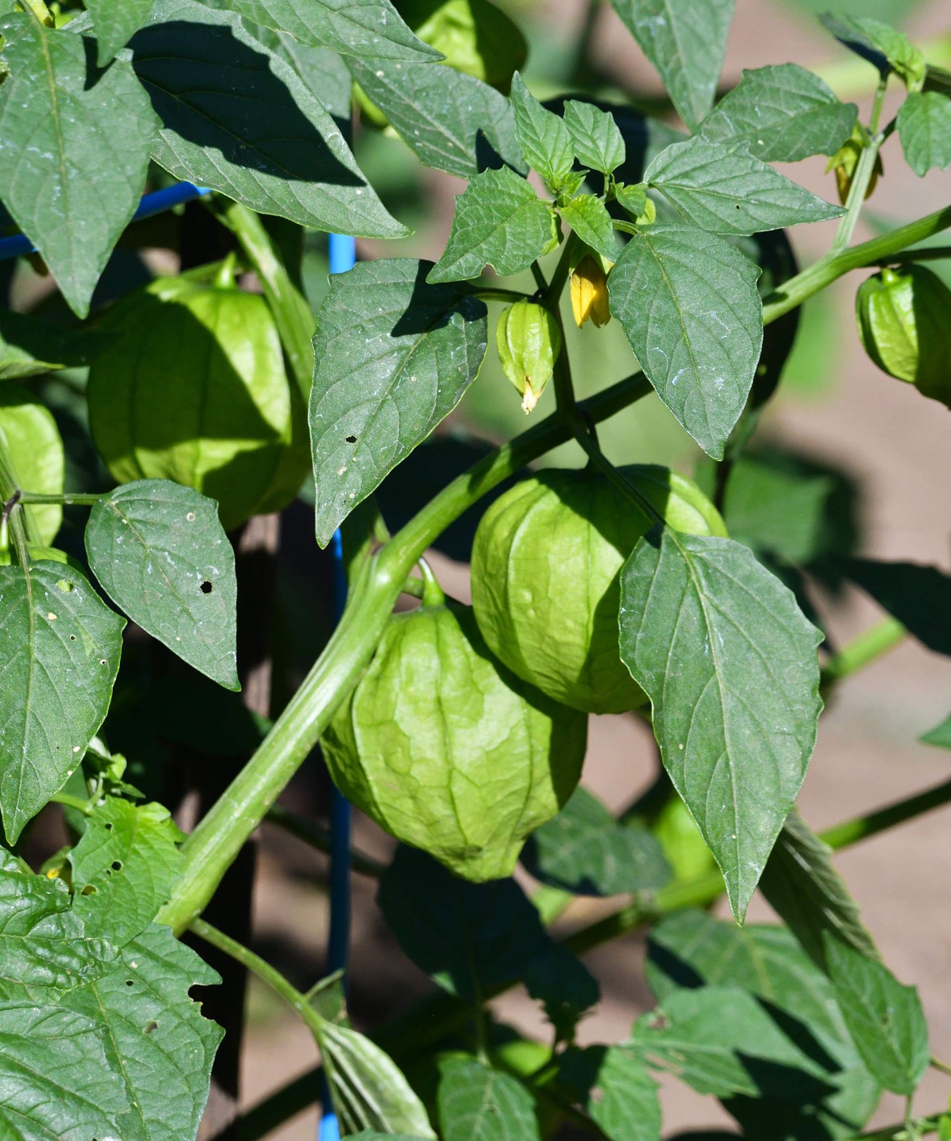 How to grow tomatillos - expert tips for great harvests | Homes and Gardens