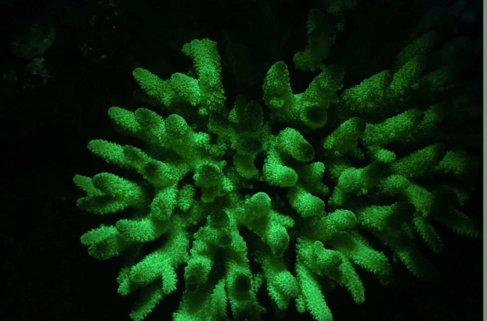 What Glows Beneath: Illuminating the Mysteries of the Unseen | Live Science