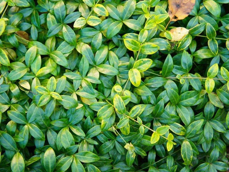 Tips & Information about Ground Cover - Page 2 | Gardening Know How