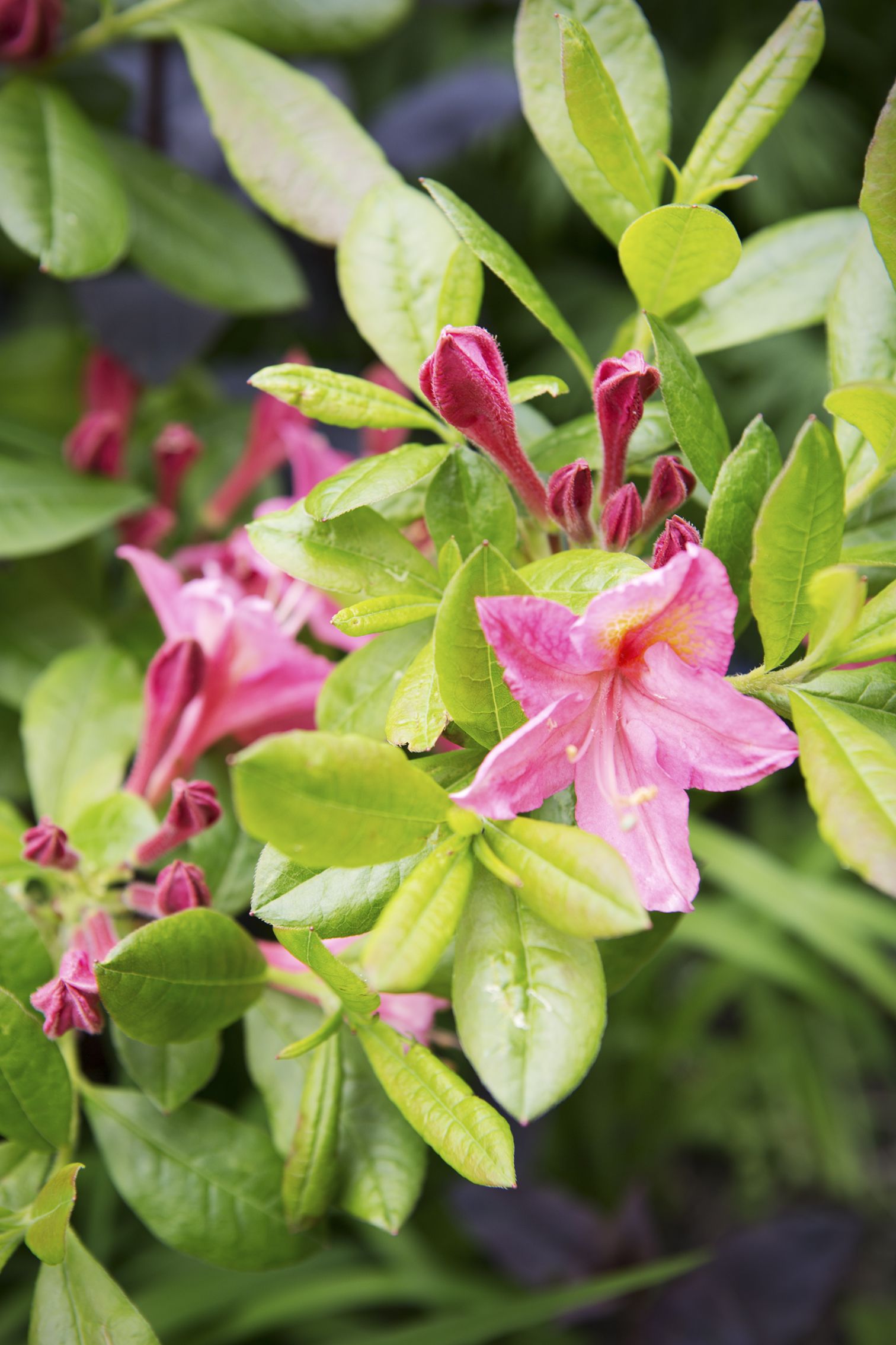 How to prune rhododendrons for the best results | Homes and Gardens