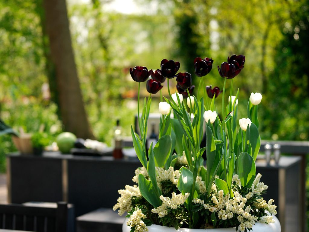 The best black plants: introduce dark and dramatic colours to your ...