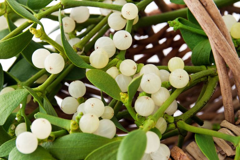 Mistletoe Growing Indoors - Can You Grow Your Own Mistletoe Plant ...