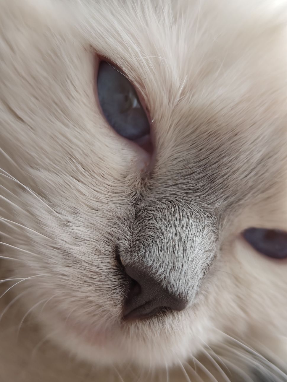 5 Nothing Phone(1) features that should scare Apple | Creative Bloq