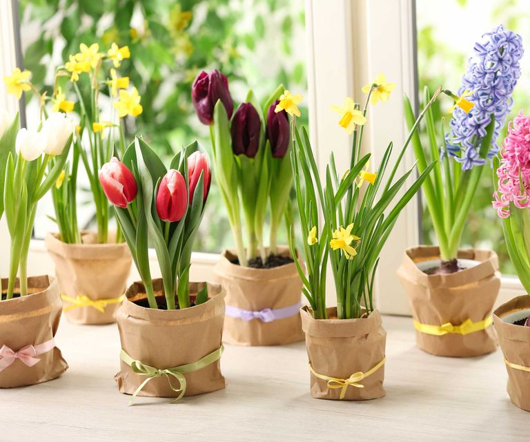How to grow tulips indoors: a step-by-step guide | Homes and Gardens