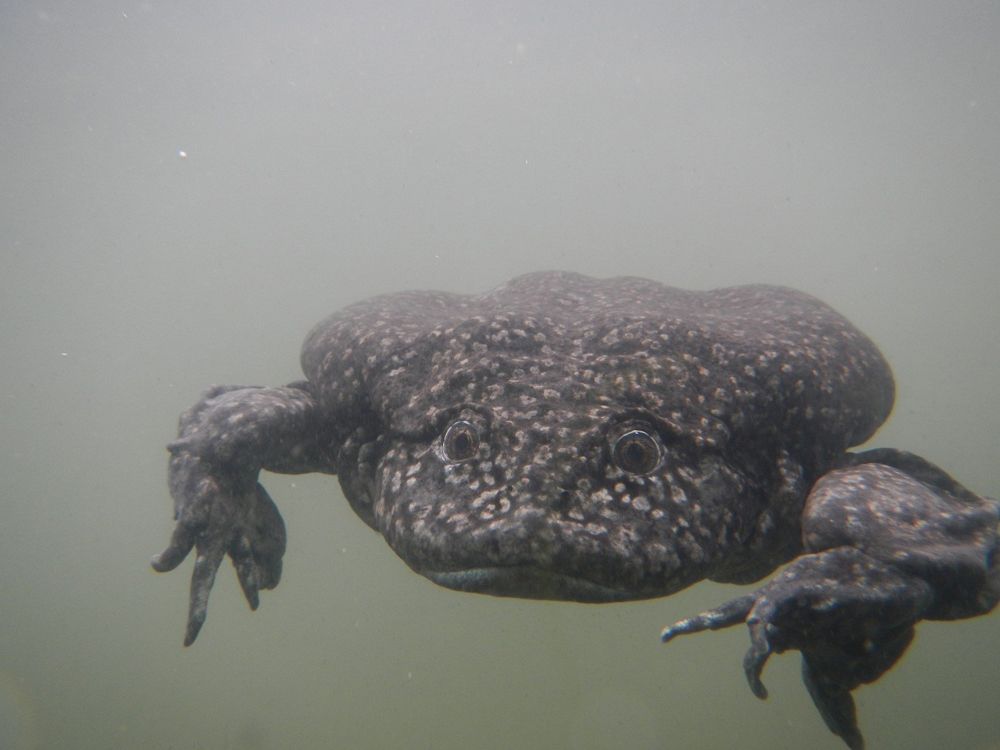Gallery: America's Only Lake Titicaca Frogs | Live Science