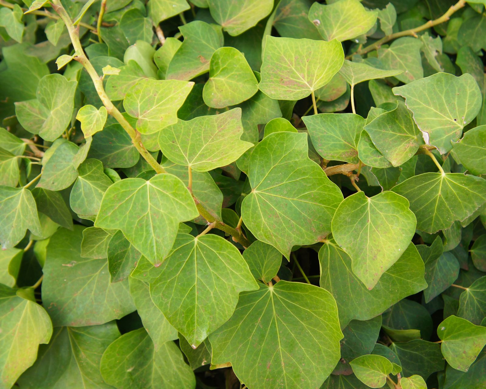 Best Varieties Of Ivy: 7 To Grow (And 2 To Avoid!) | Gardening Know How