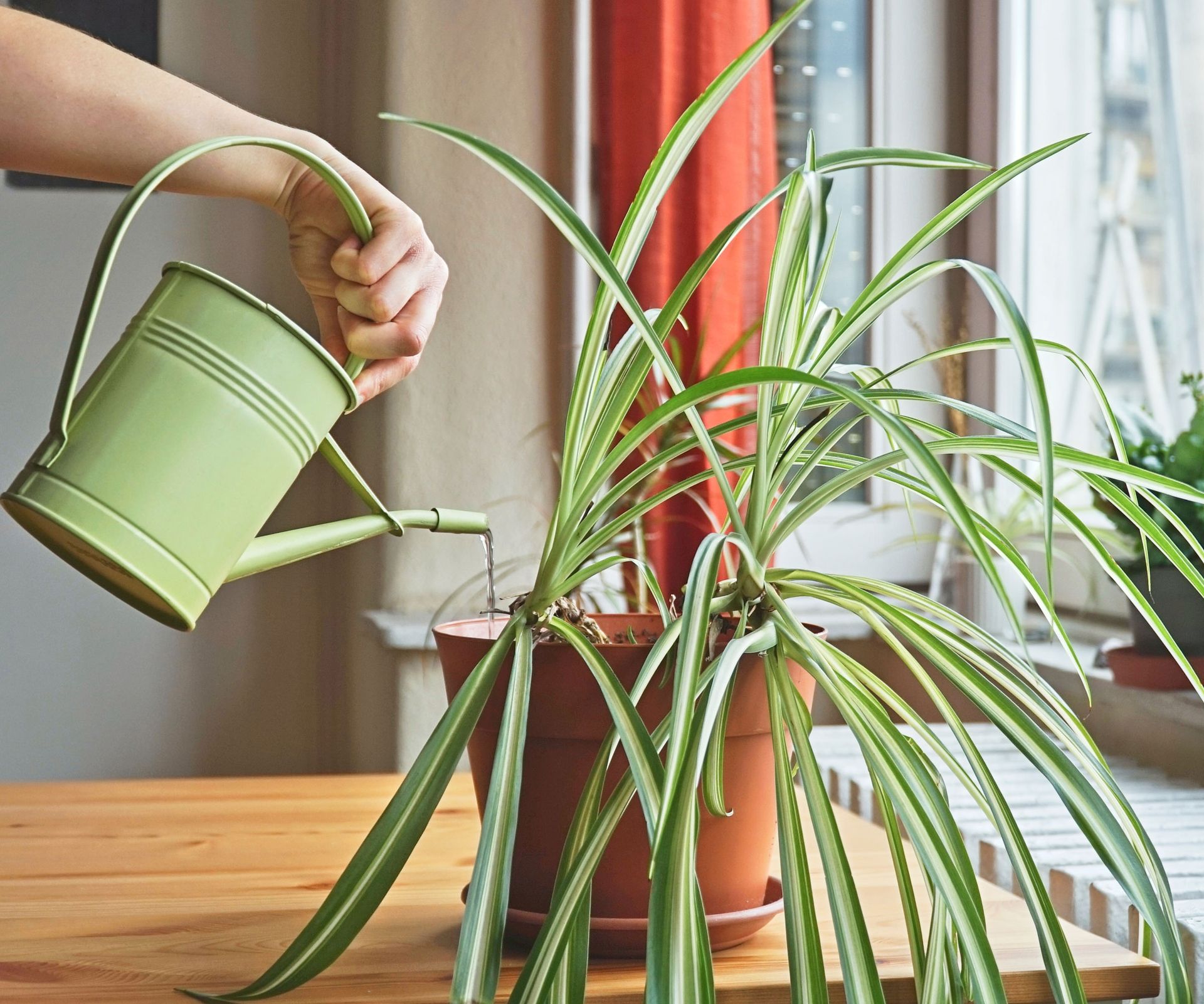 How To Make A Spider Plant Bushier – Spider Tips For Success ...