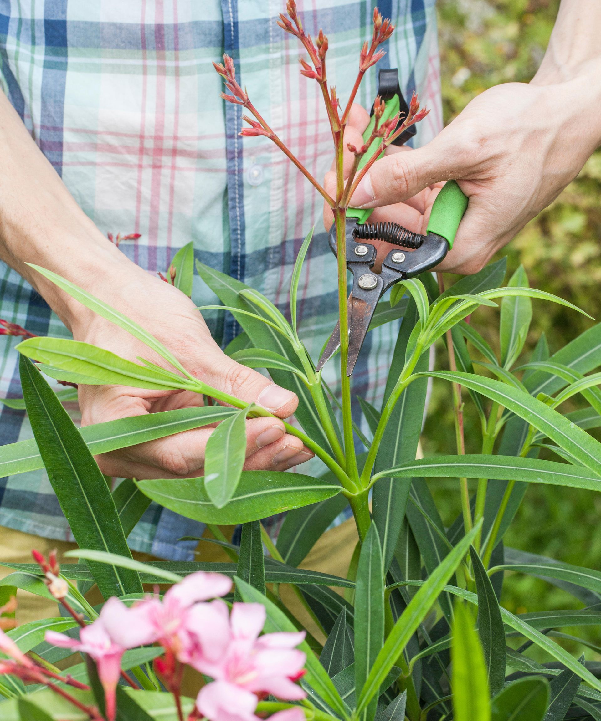 Oleanders growing guide: tips for these flowering shrubs | Gardeningetc