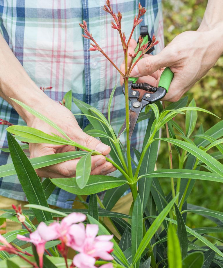Oleanders growing guide: tips for these flowering shrubs | Gardeningetc