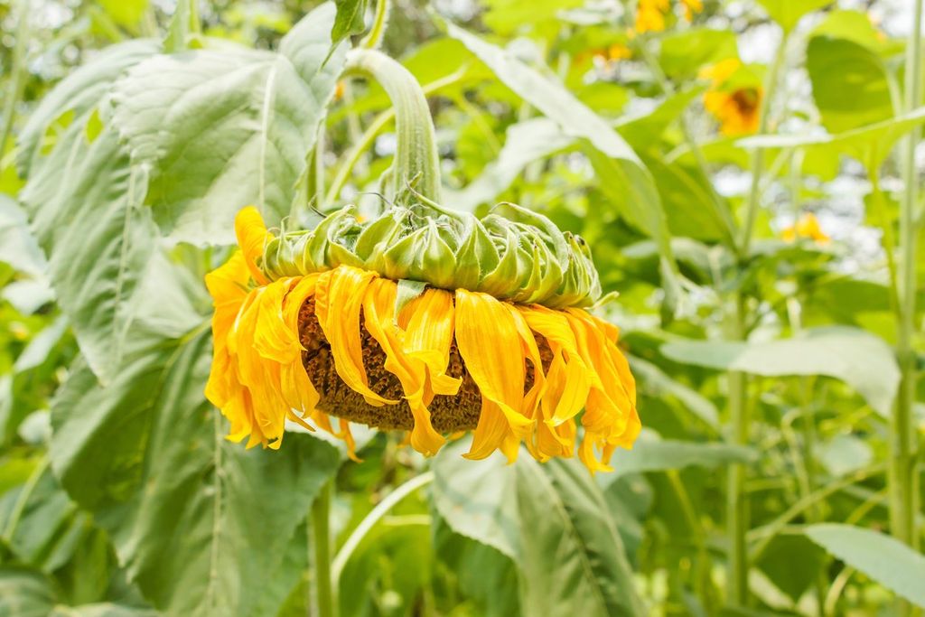 My Sunflowers Droop Over - What To Do About Drooping Sunflowers In The ...