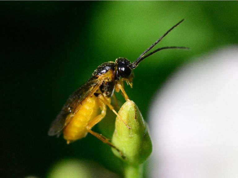 Sawfly Information - Learn About The Control Of Sawflies | Gardening ...