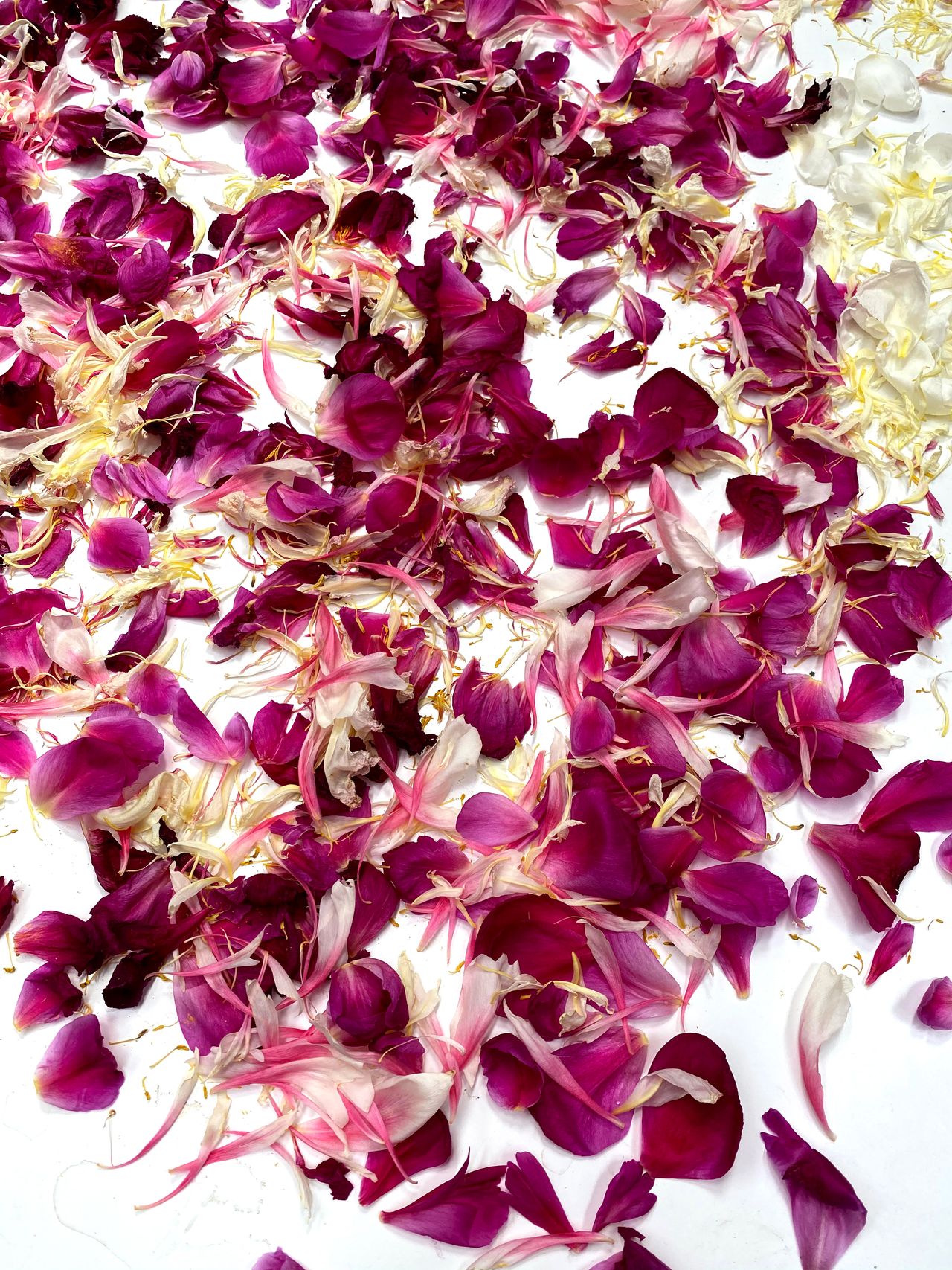 Palais shares simple recipes for rose remedies | Wallpaper*