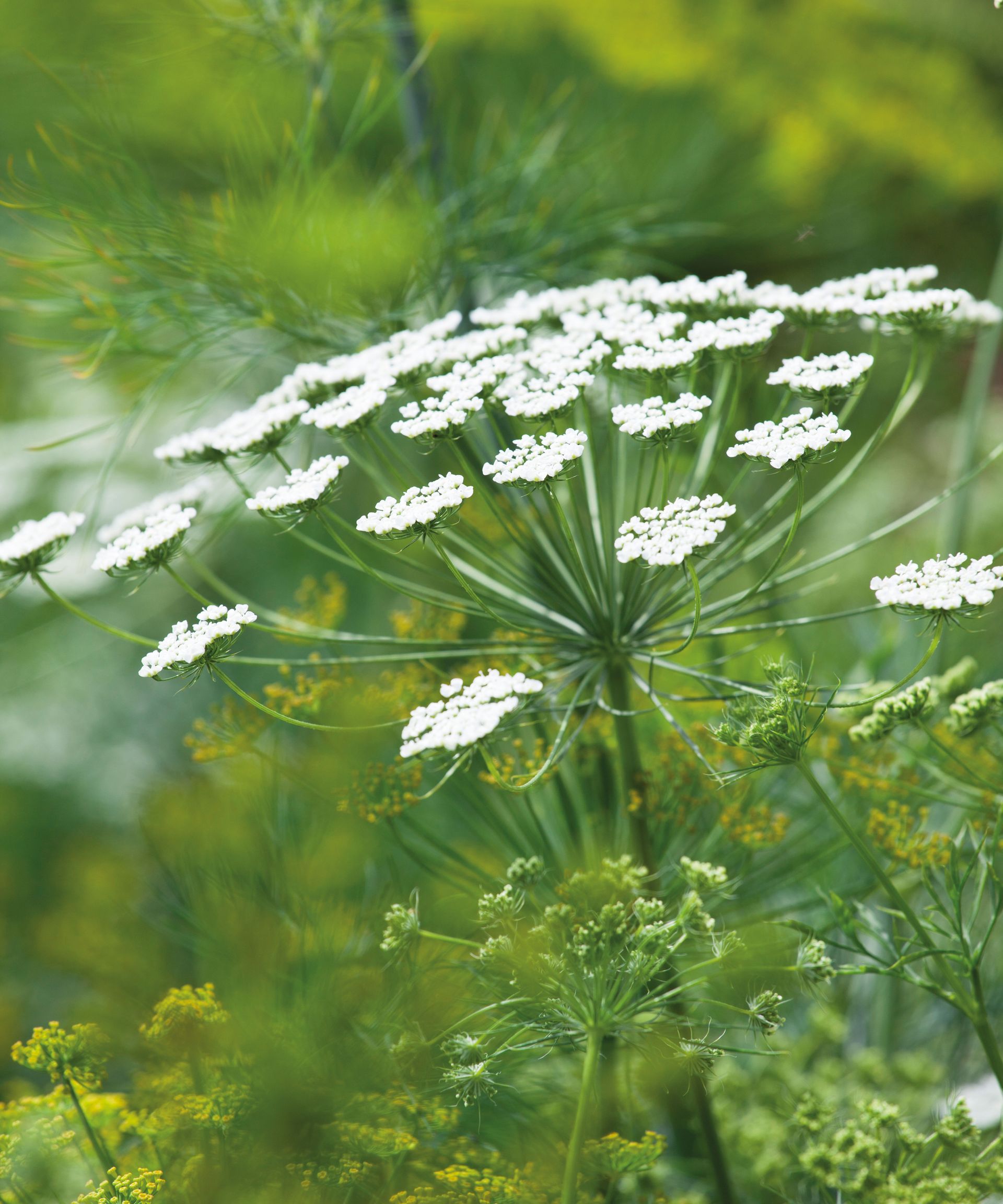 What to plant in March: the best veg and flowers to plant | Homes & Gardens