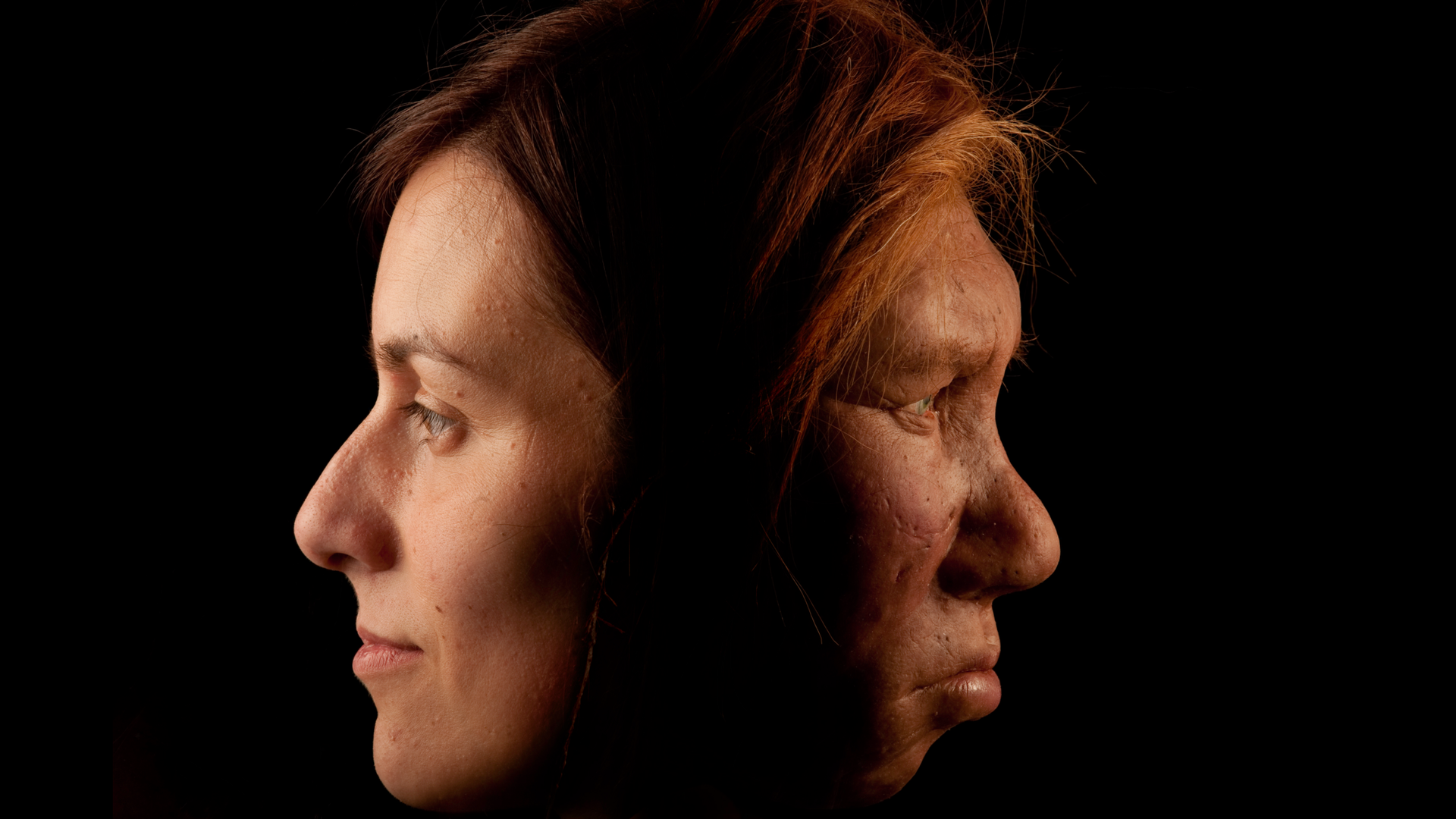 Differences in red blood cells may have 'hastened the extinction' of ...