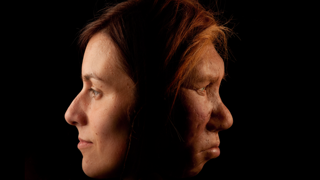 Differences in red blood cells may have 'hastened the extinction' of ...