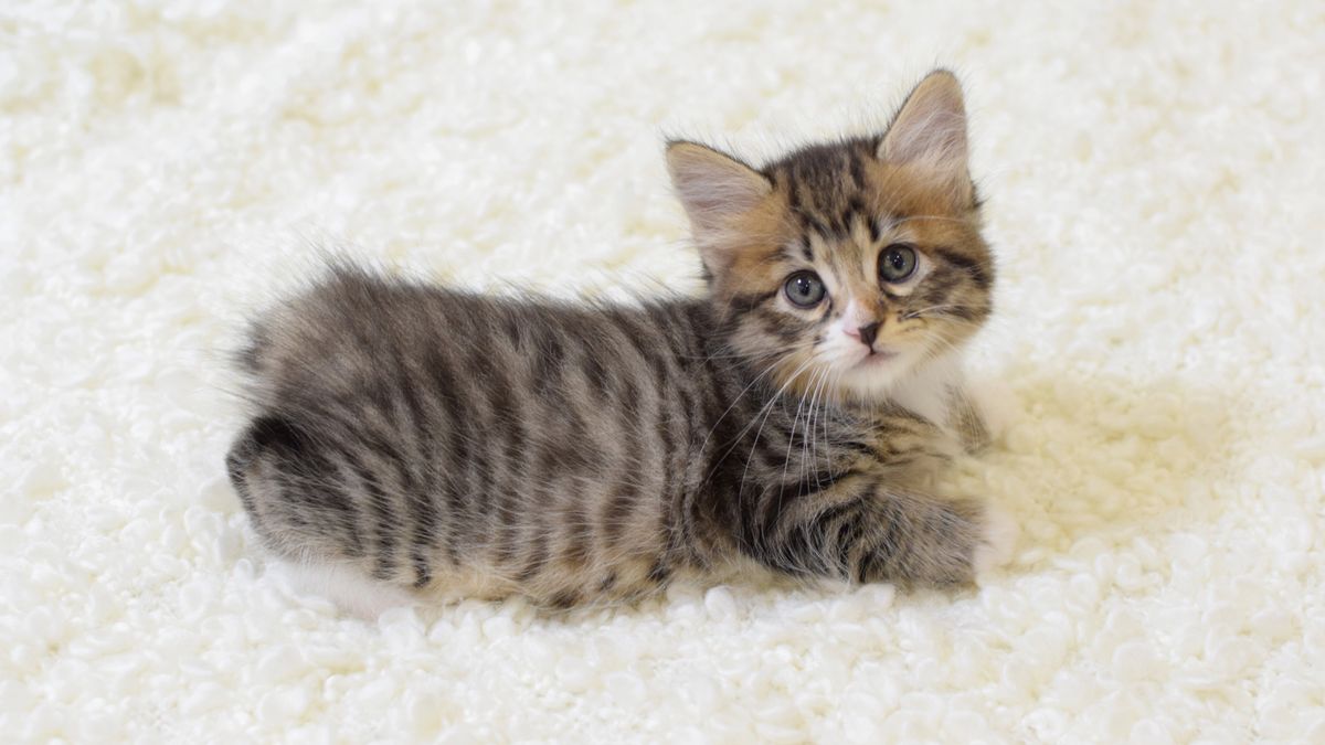 32 best cat breeds for cold climates | PetsRadar