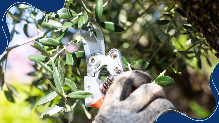 How to prune an olive tree: a step-by-step expert guide | Woman & Home