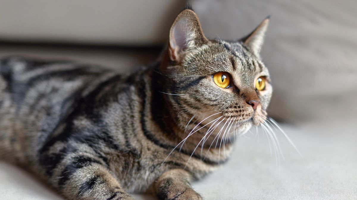 32 things to love about European shorthair cats | PetsRadar