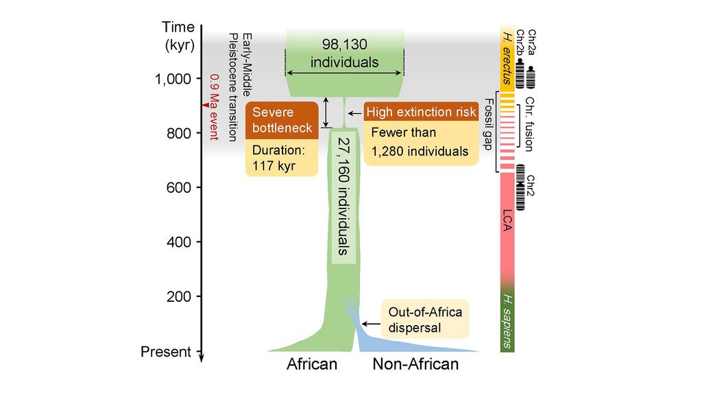 Humans faced a 'close call with extinction' nearly a million years ago ...