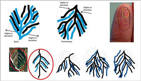 Why Do Fingers Get Pruney When Wet? An Evolutionary Wrinkle! | Live Science