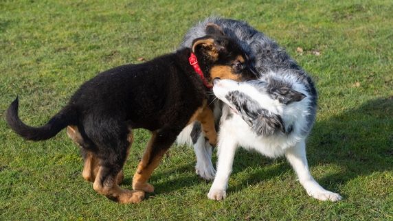 32 common dog behavior problems and solutions | PetsRadar