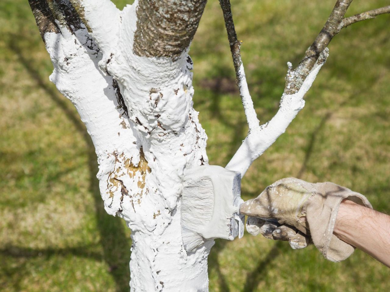 White Tree Trunk Paint - Why Do People Paint Trees White | Gardening ...