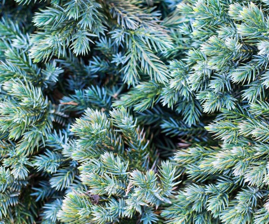 Best dwarf evergreens: 5 expert recommendations for any yard | Homes ...